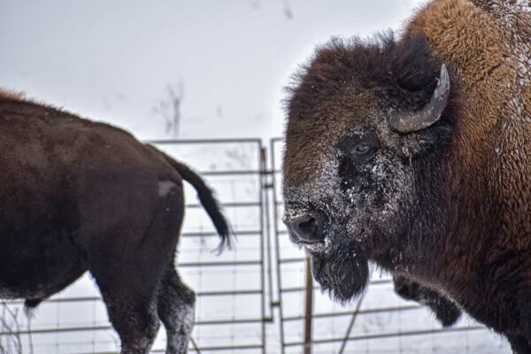 Raising Bison - Minnesota Bison Association