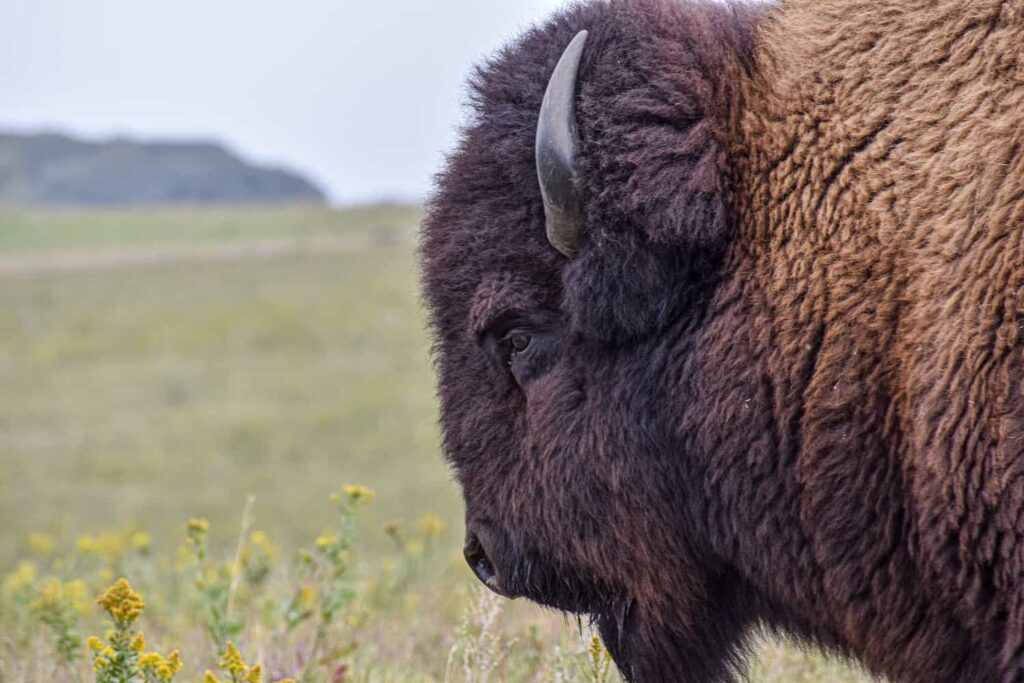 News - Minnesota Bison Association