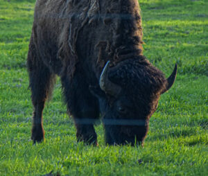 Raising Bison - Minnesota Bison Association