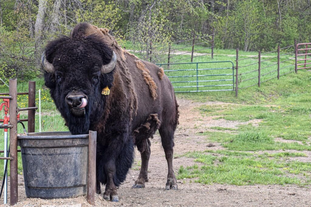 News - Minnesota Bison Association